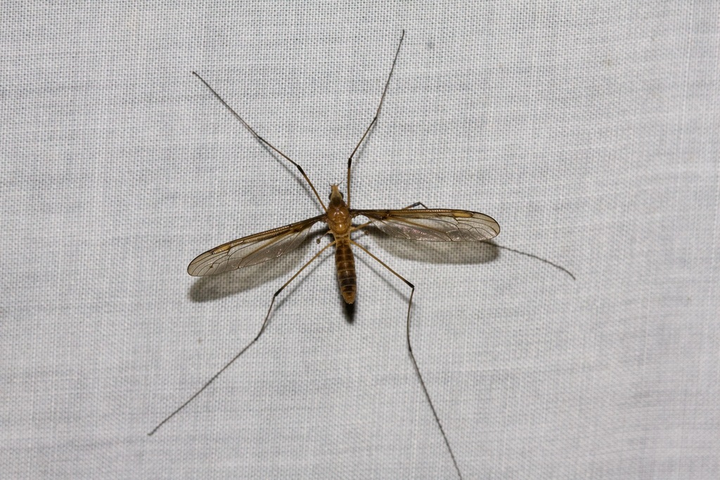 Common Brown Crane Fly from Mornington Railway, VIC, Australia on ...