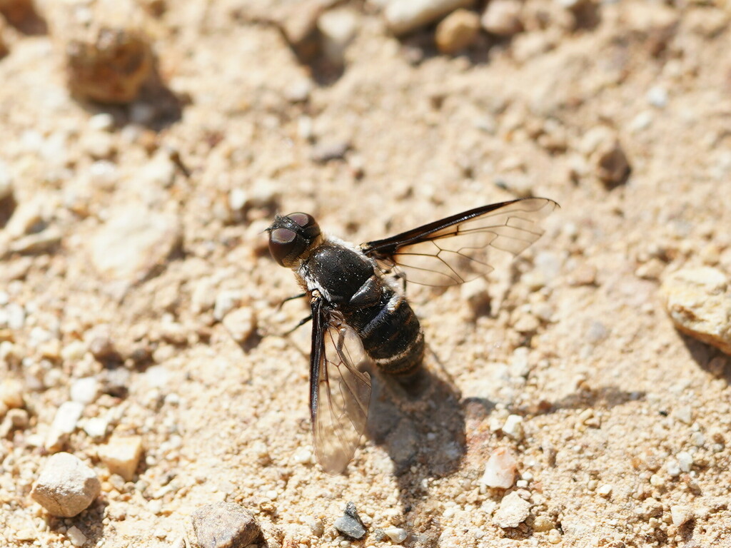 banded bee flies from E. Gippsland - Orbost, Alpine, Victoria ...