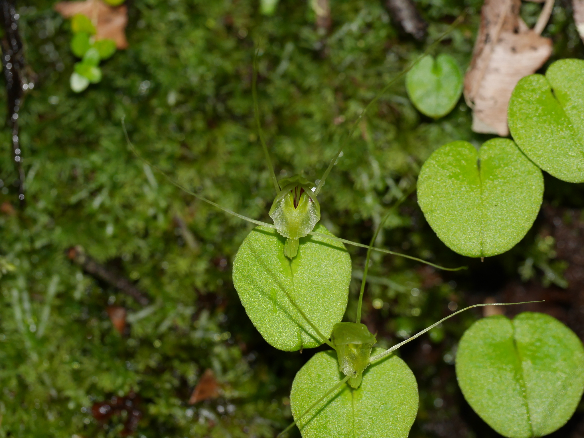 Corybas papa Molloy & Irwin