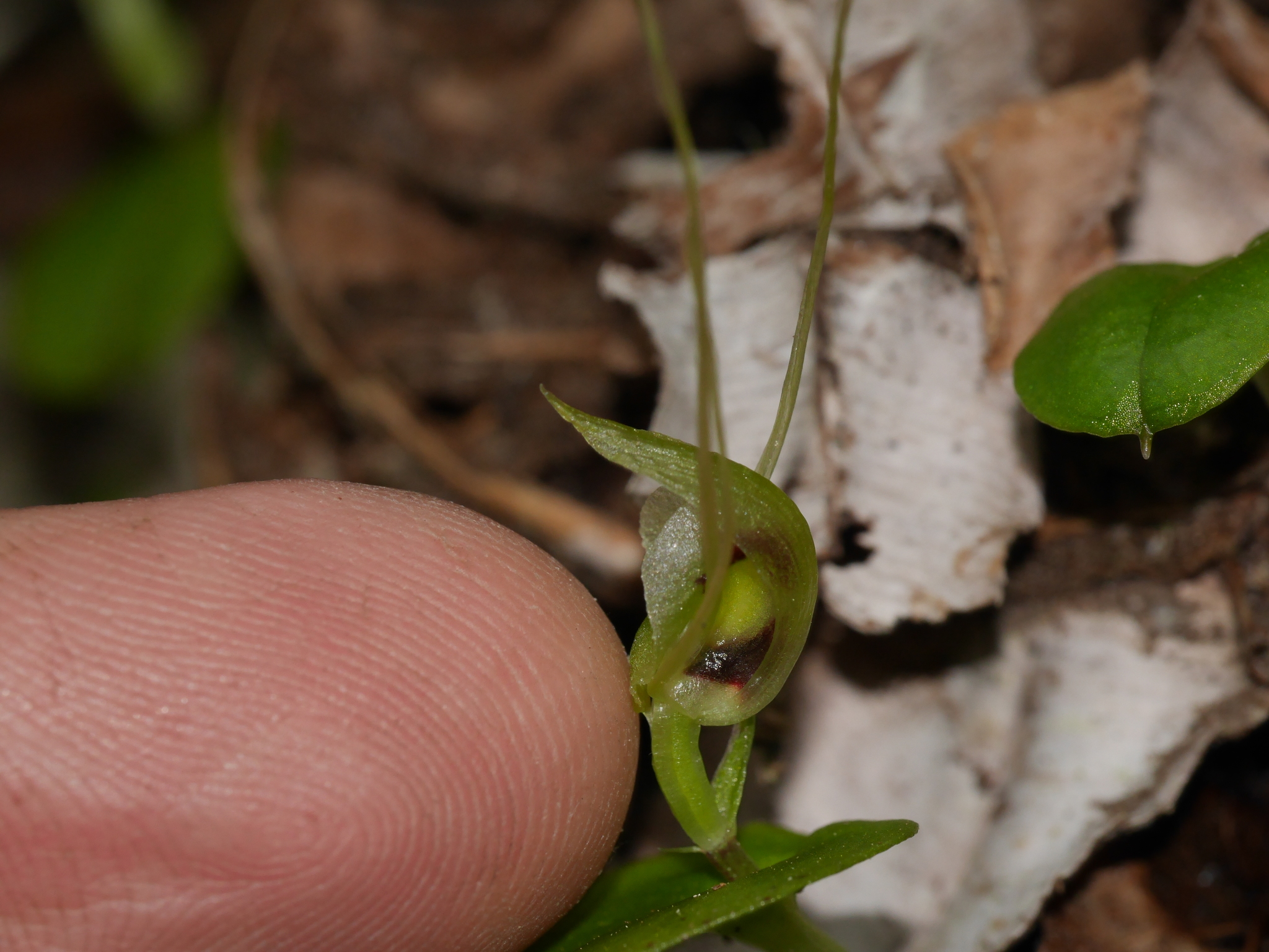 Corybas papa Molloy & Irwin