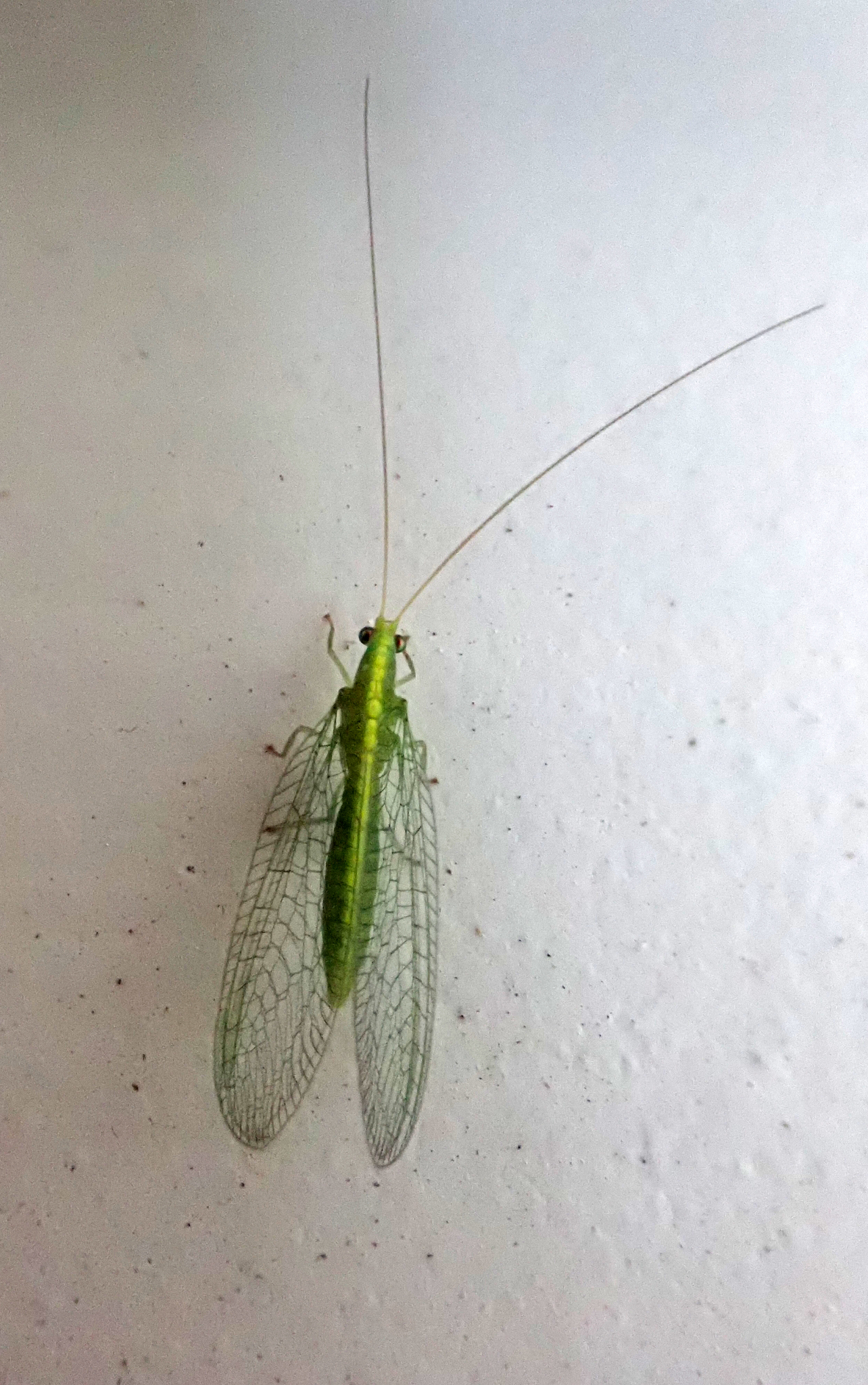 Mallada basalis (Walker, 1853)