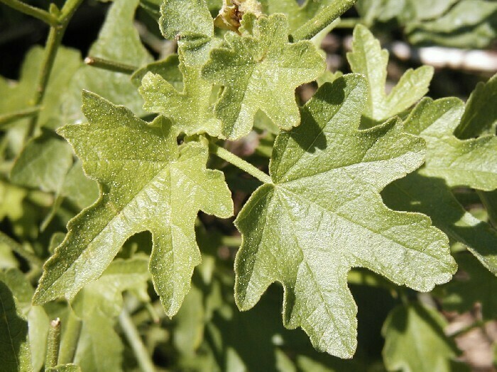 california globe mallow (Plants of Rosewood Nature Study Area ...