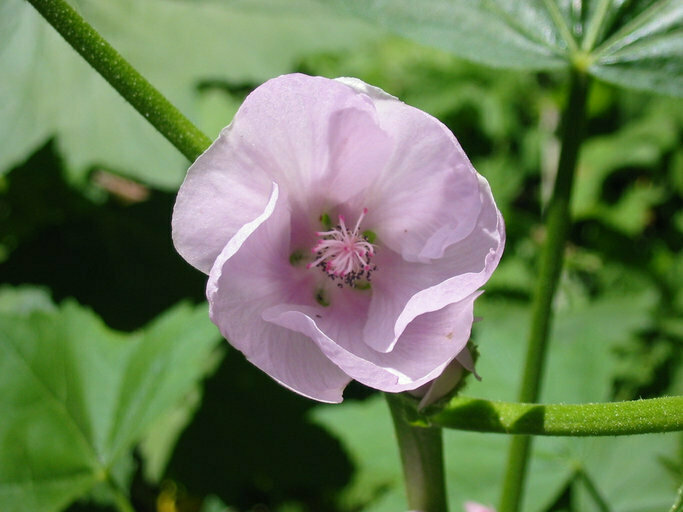 california globe mallow (Plants of Rosewood Nature Study Area ...