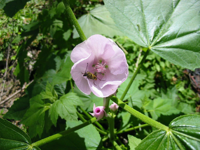 california globe mallow (Plants of Rosewood Nature Study Area ...