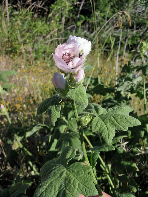 california globe mallow (Plants of Rosewood Nature Study Area ...