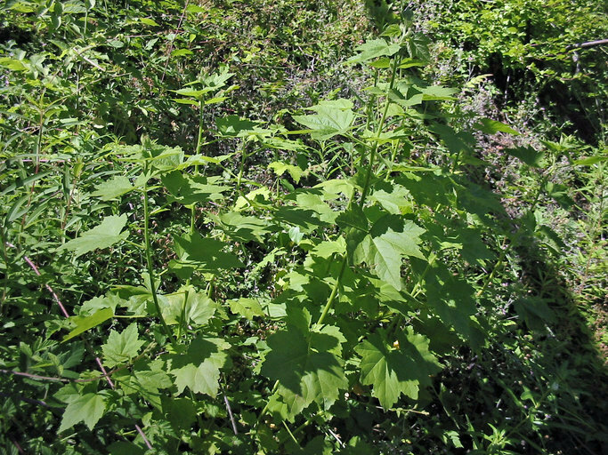 california globe mallow (Plants of Rosewood Nature Study Area ...