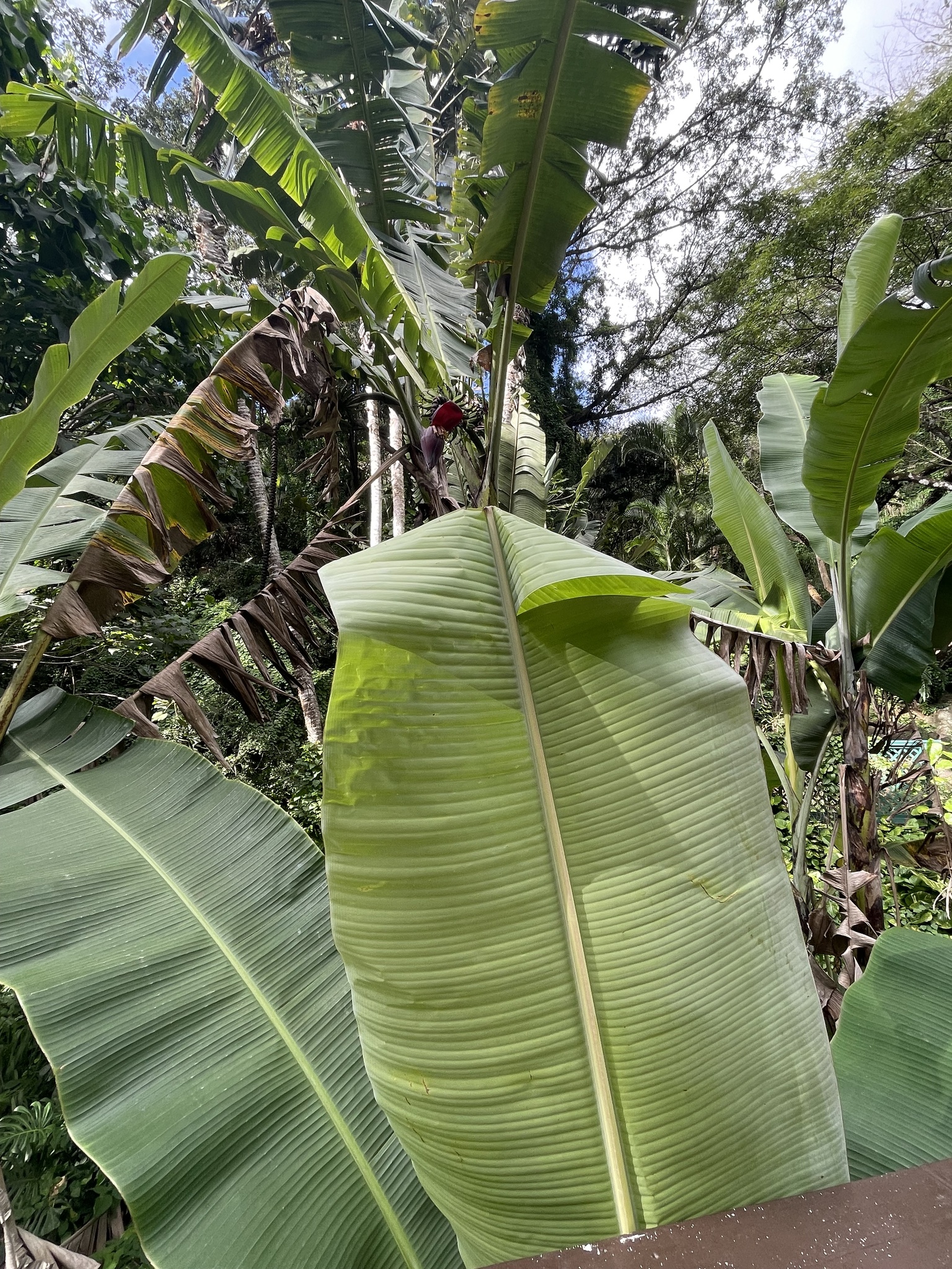 Musa ×paradisiaca L.