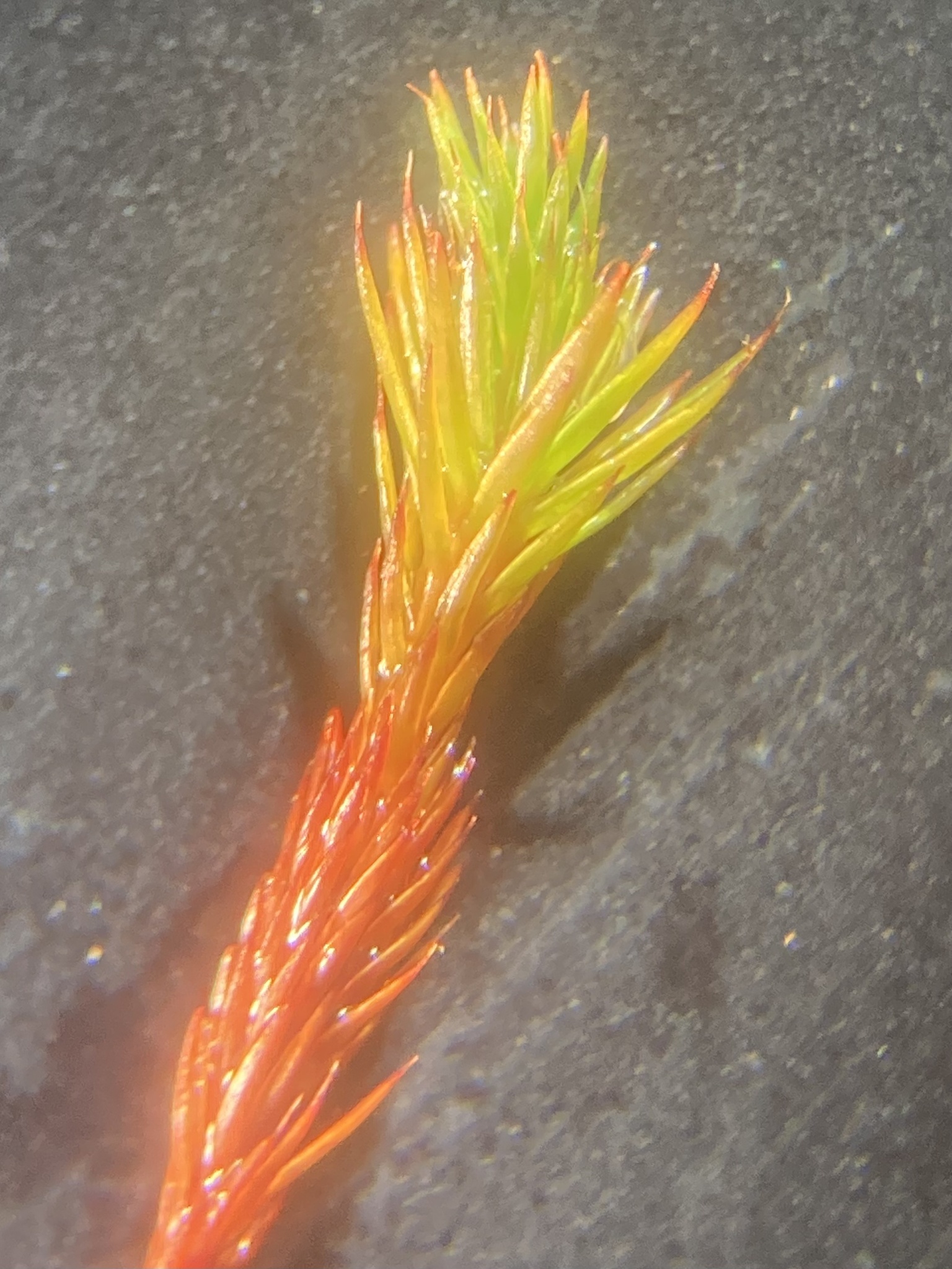 Polytrichum strictum Menzies ex Bridel, 1801