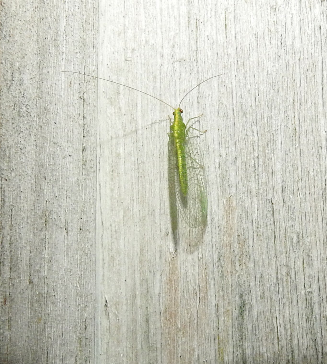 Mallada basalis (Walker, 1853)