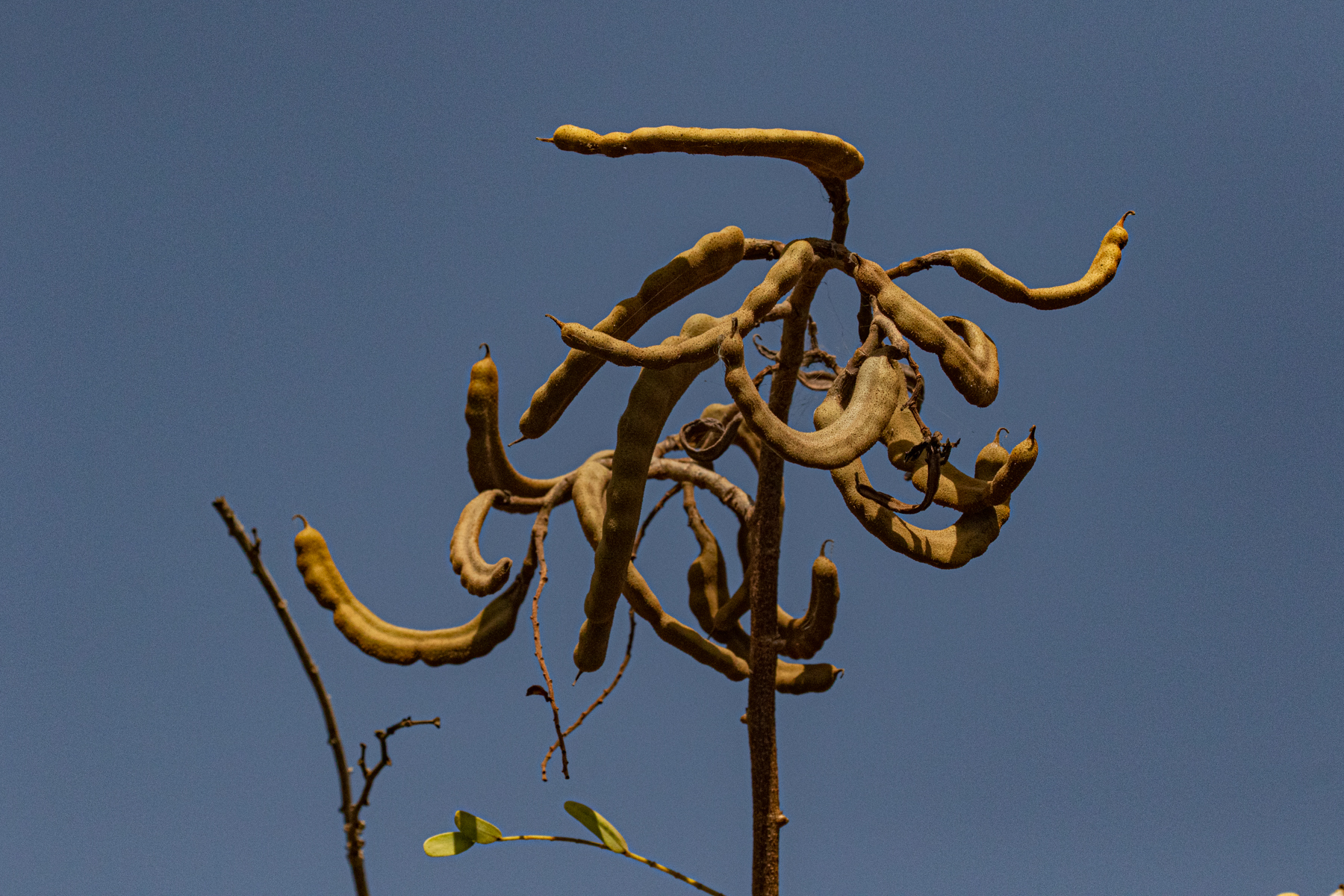 Tamarindus indica L.