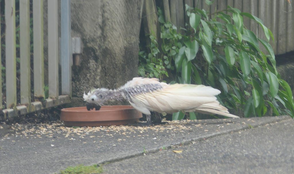 Sulphur-crested Cockatoo from Cairns QLD, Australia on February 15 ...