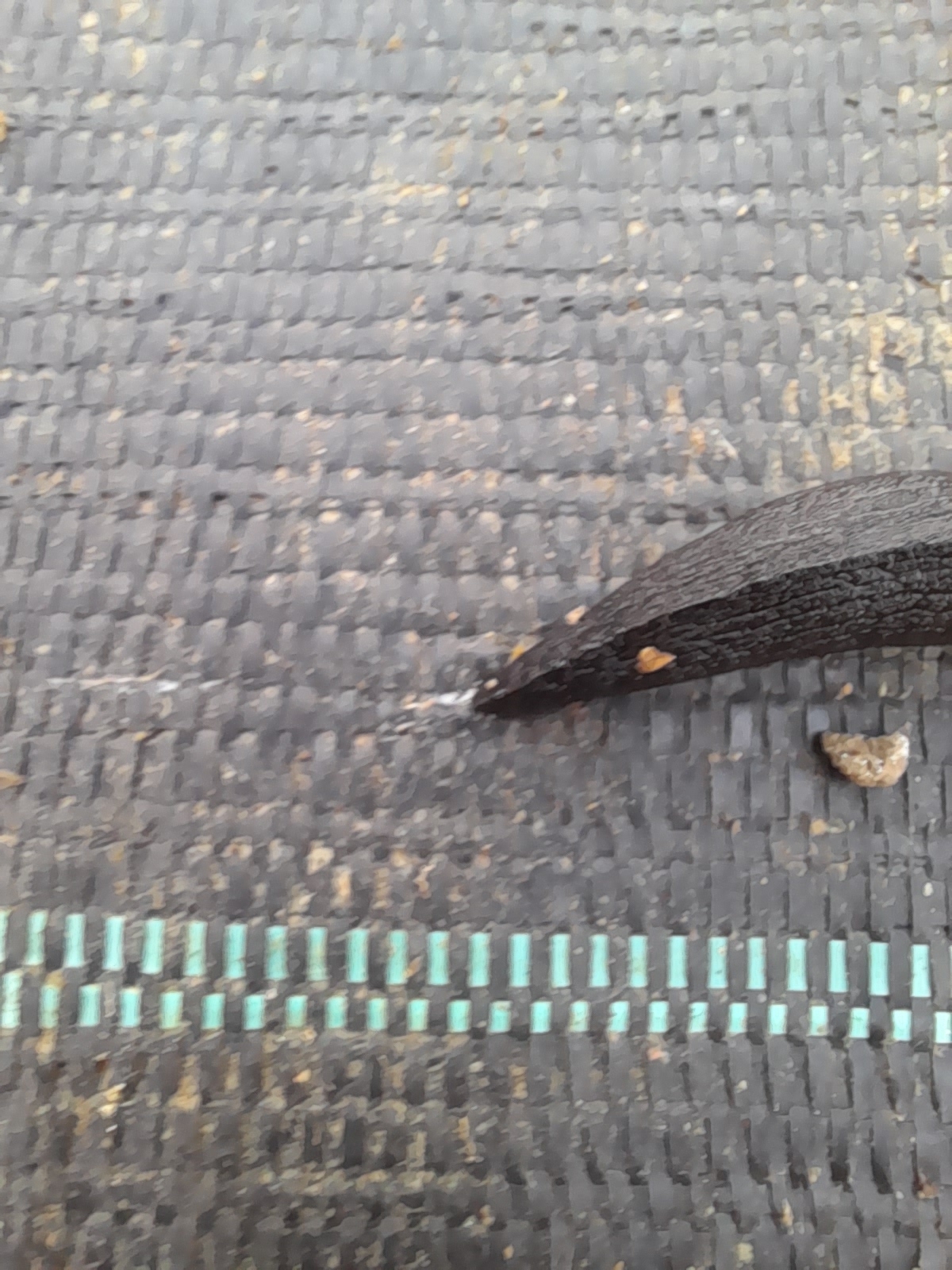 Milax nigricans (Philippi, 1836)