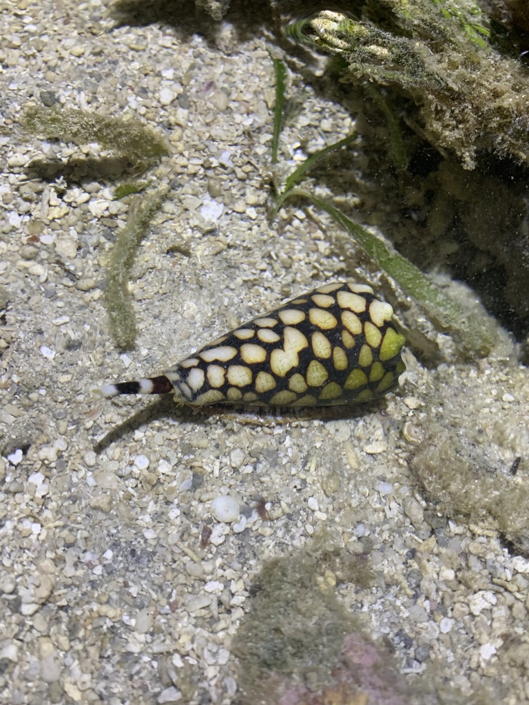 The Marble Cone from South Pacific Ocean, Green Island, QLD, AU on ...