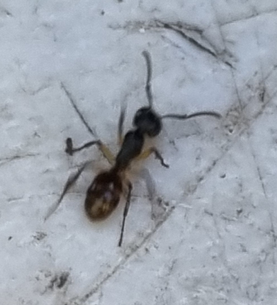 Southern Broad-nosed Spiny Ant from Upwey VIC 3158, Australia on ...