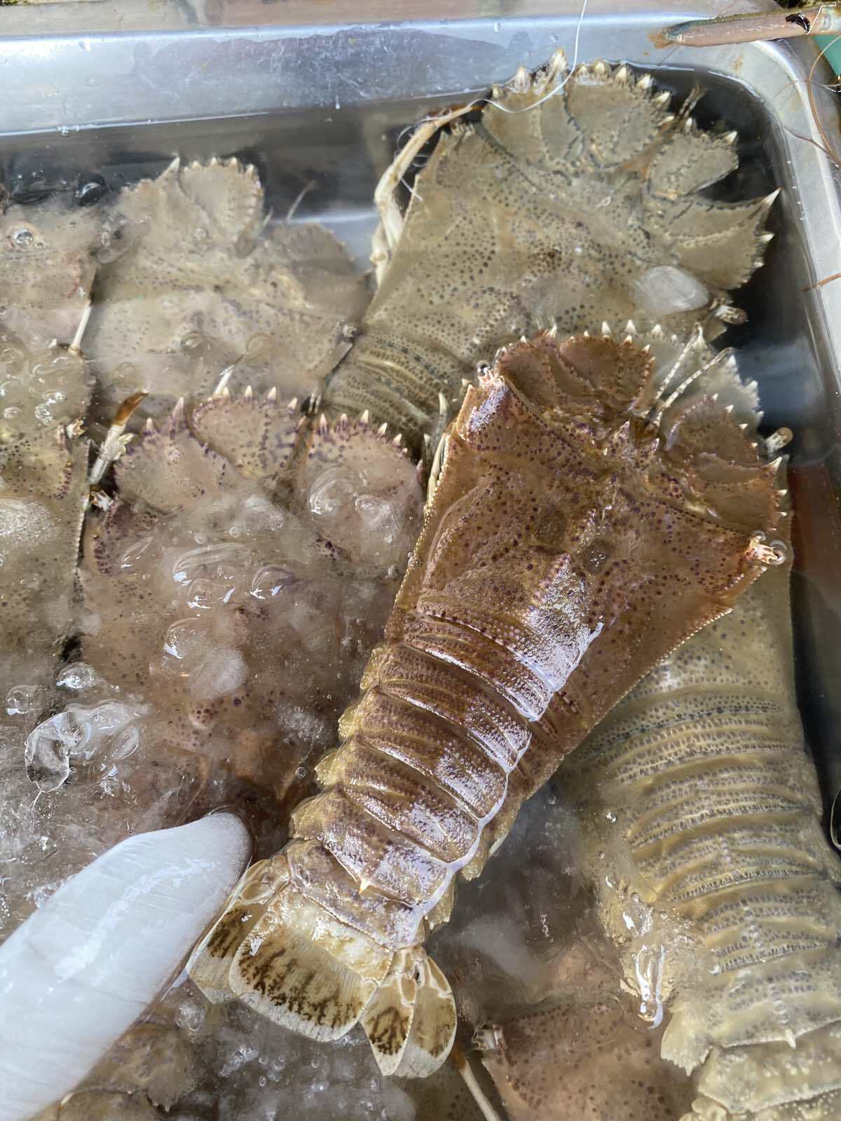 Thenus orientalis (Lund, 1793)