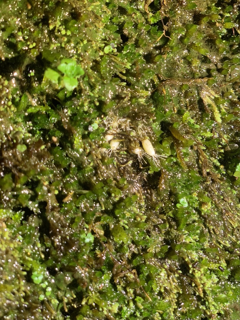 Laccotrephes from 三芝區, TW on February 13, 2023 at 07:52 PM by amygoog ...