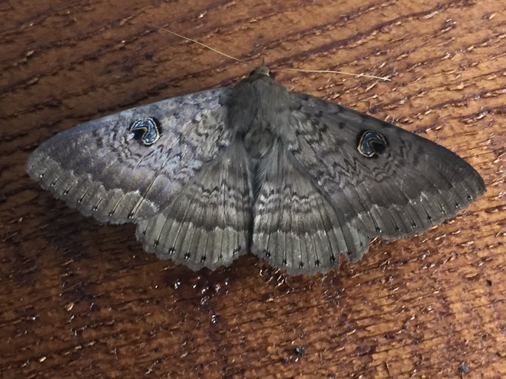 Northern wattle moth from Auckland, New Zealand on February 15, 2023 at ...