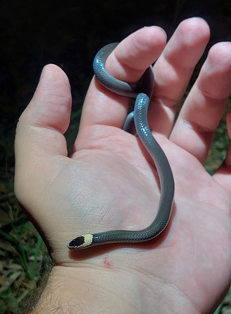 White-crowned Snake from 4520 on February 15, 2023 at 07:17 PM by Oscar ...