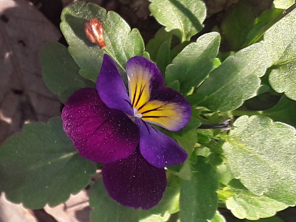 violets from Kausani, District Almora, Uttarakhand 263639, India on ...