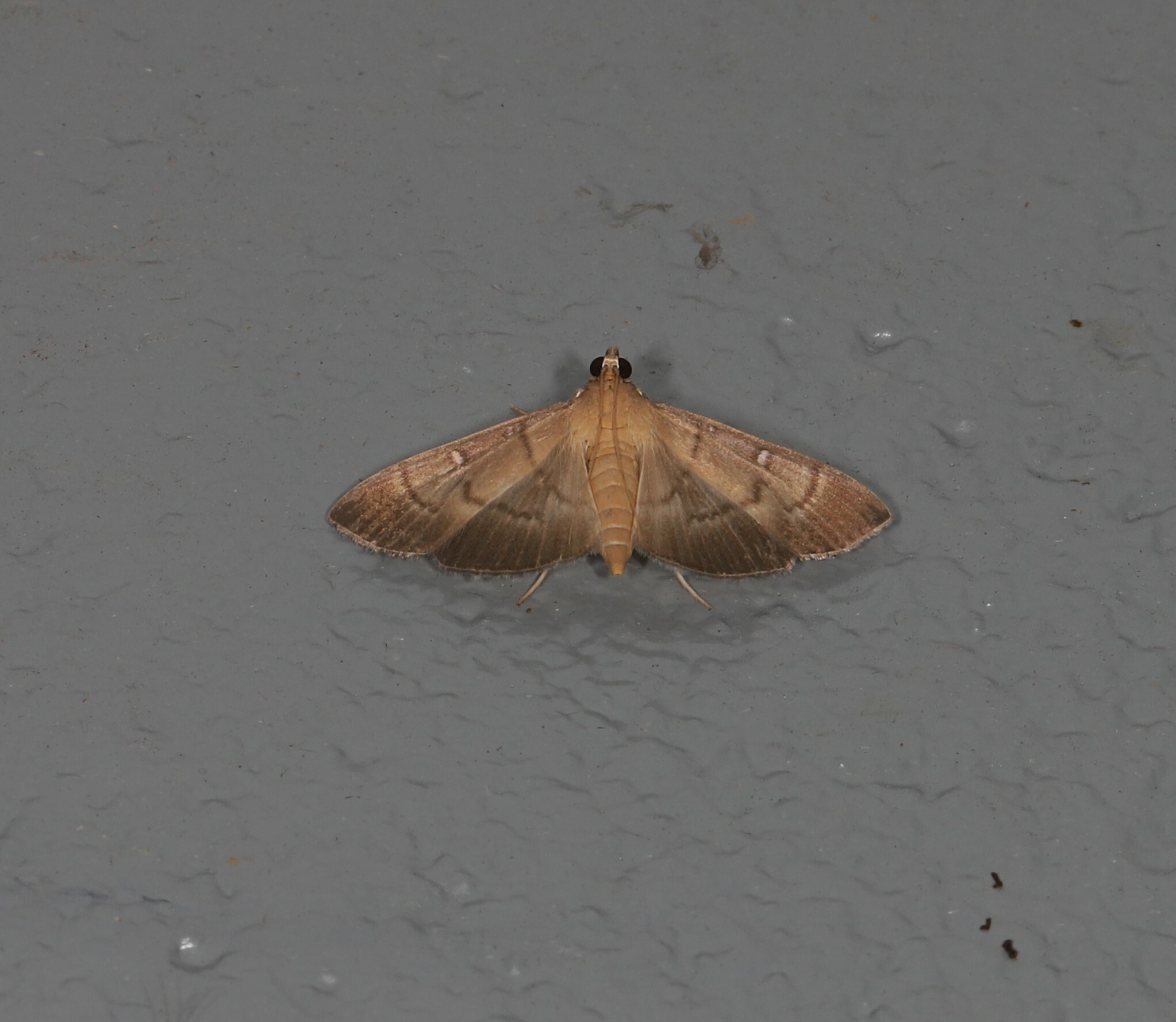 Pramadea Moore, 1888