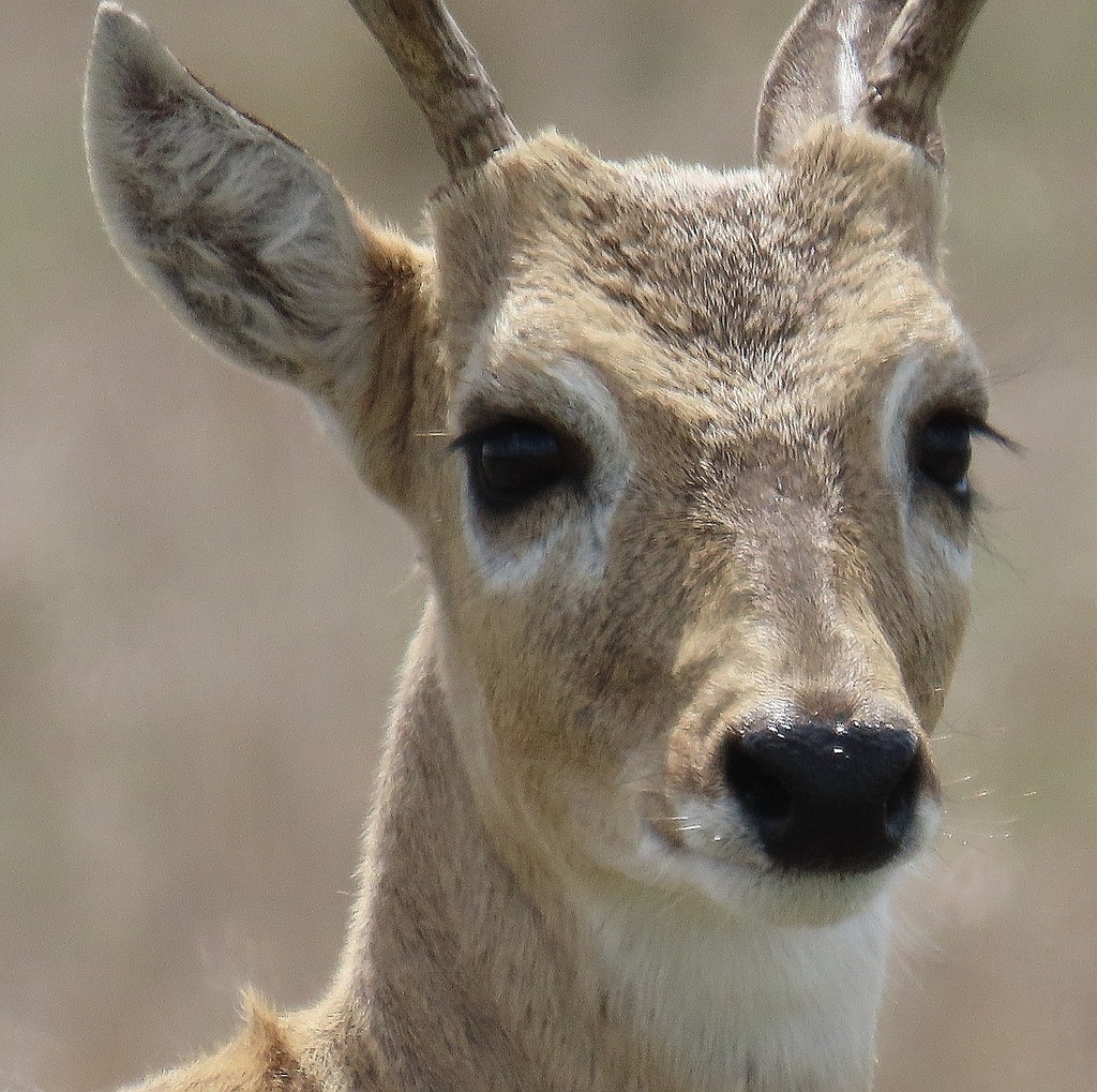 (Ozotoceros bezoarticus uruguayensis) - Know Your Mammals