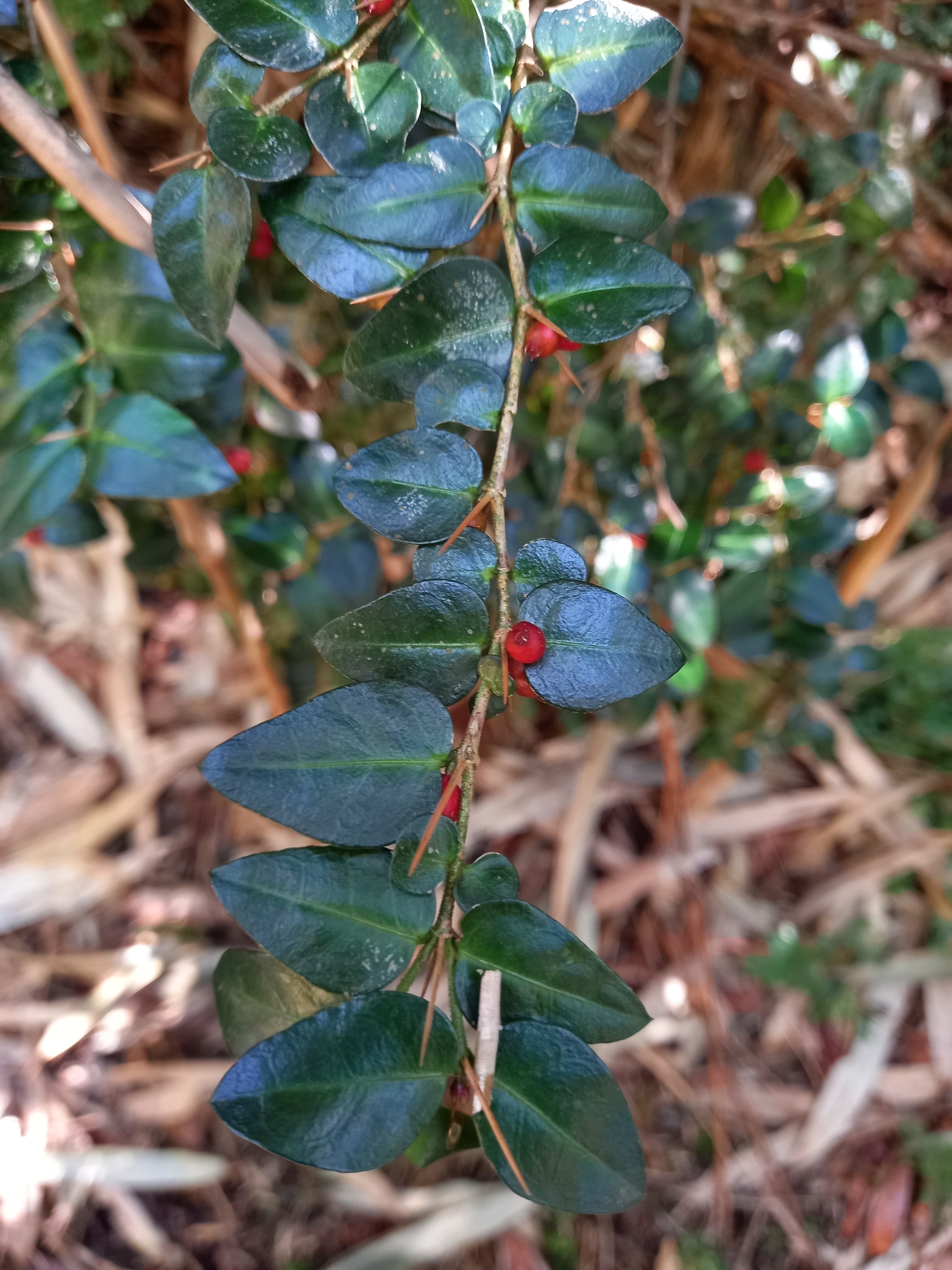 Damnacanthus indicus C.F.Gaertn.