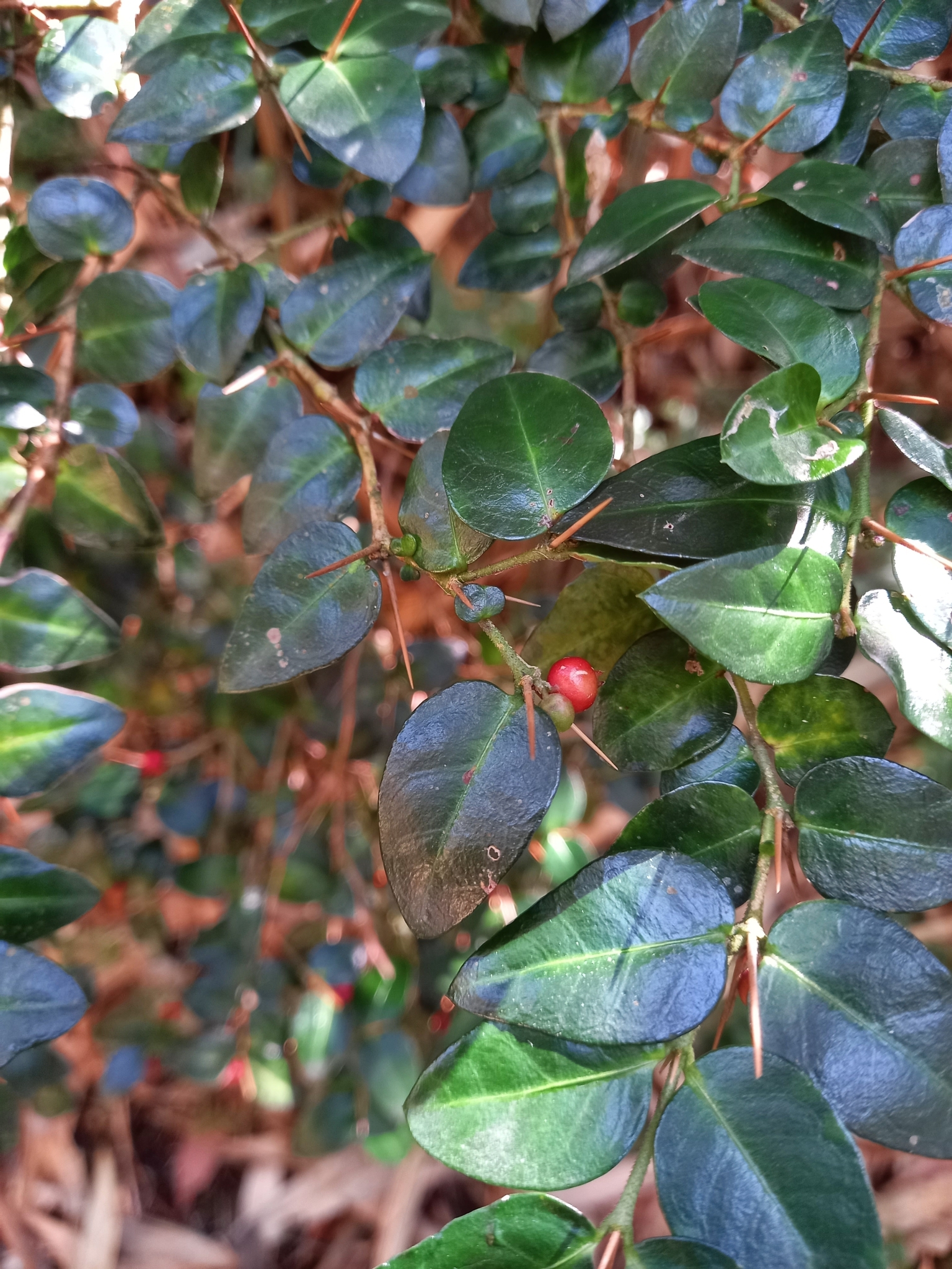 Damnacanthus indicus C.F.Gaertn.