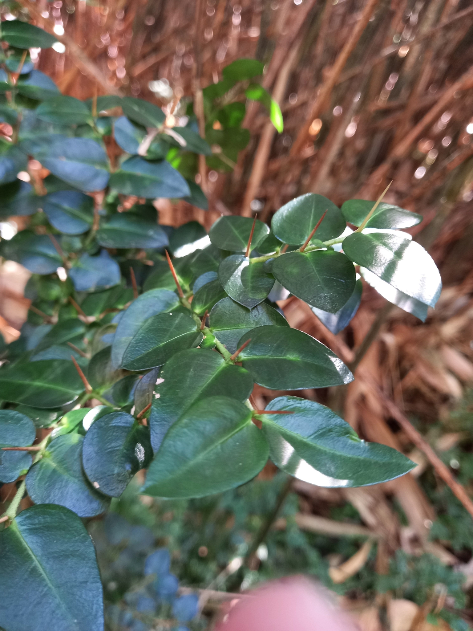 Damnacanthus indicus C.F.Gaertn.
