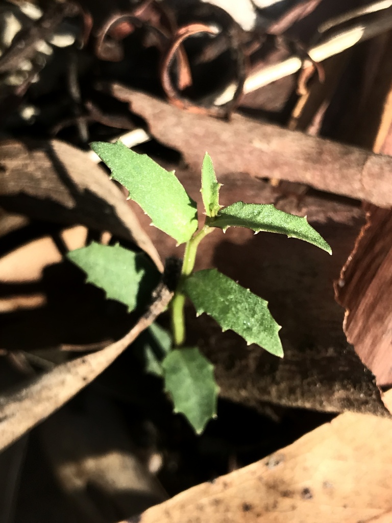 White Root from Ridges Bvd, Peregian Springs, QLD, AU on December 14 ...