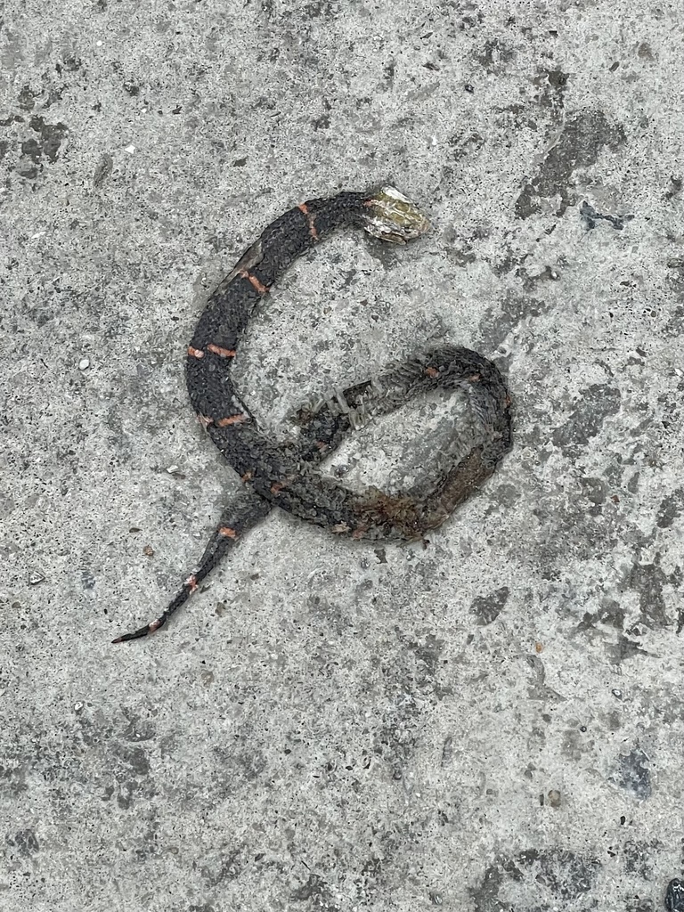 White-headed Burmese Viper from Vườn Quốc Gia Phia Oắc-Phia Đén, Nguyen ...