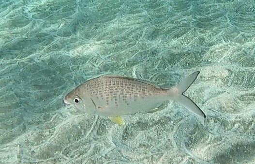 Gerres longirostris (Lacepède, 1801)