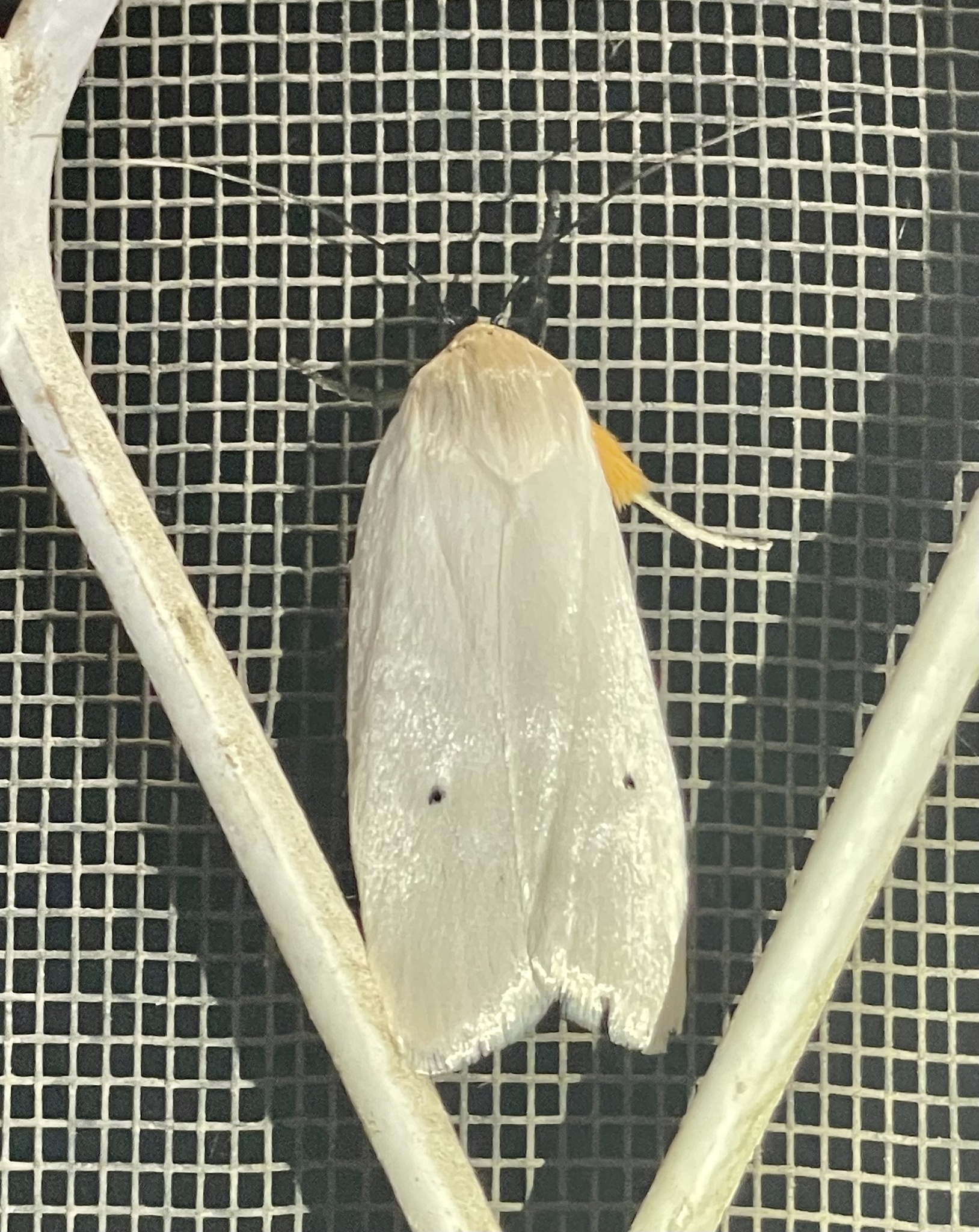 Maroga melanostigma (Wallengren, 1861)