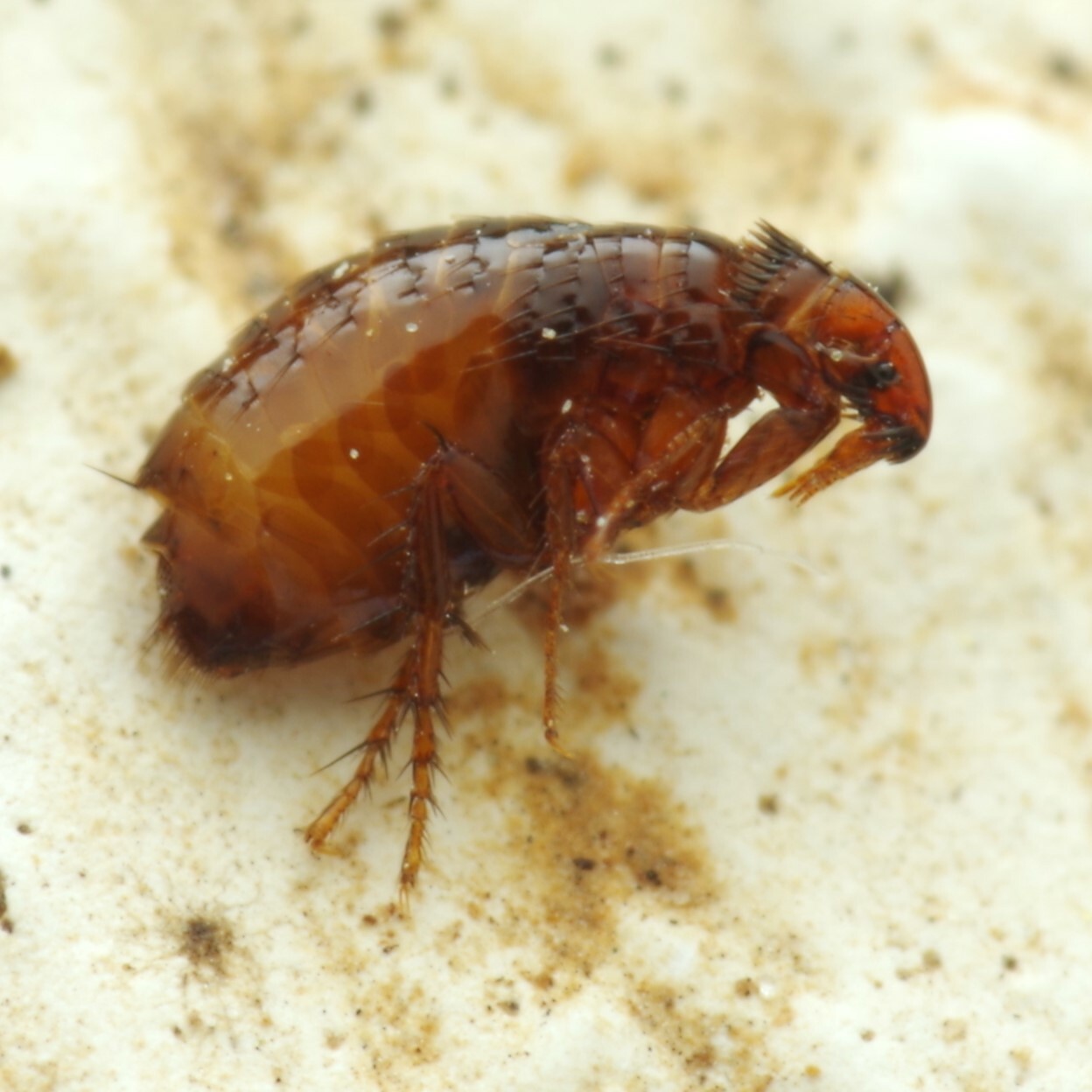 Siphonaptera