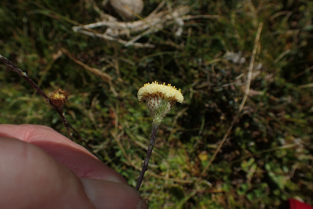 Scaly-buttons from Middlesex TAS 7306, Australia on February 11, 2023 ...