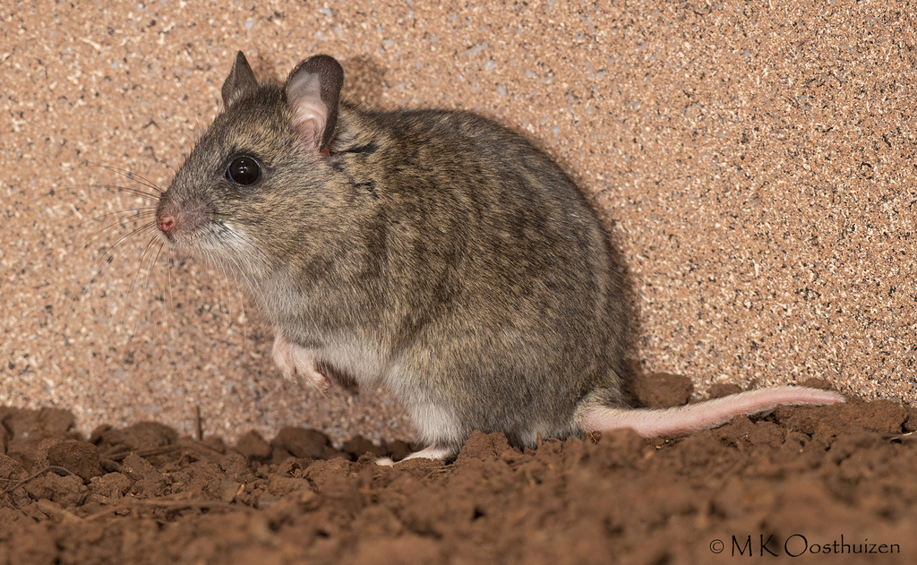 African White-tailed Mouse from Thabo Mofutsanyana District ...