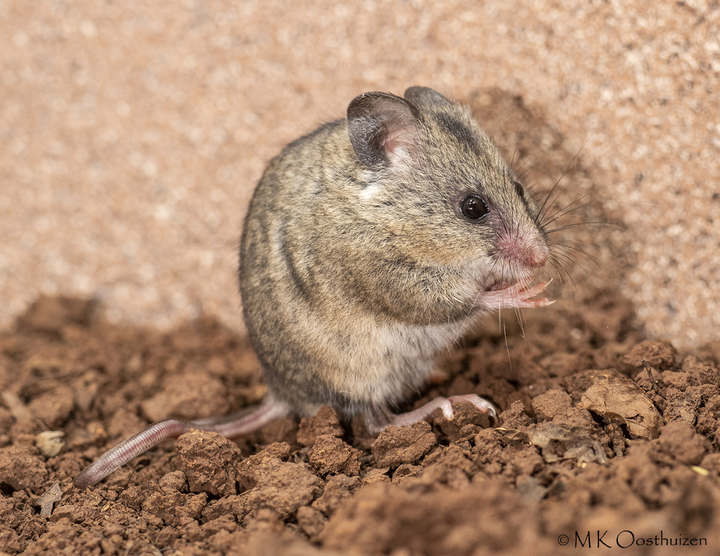 Climbing Mice (Dendromus) - Know Your Mammals