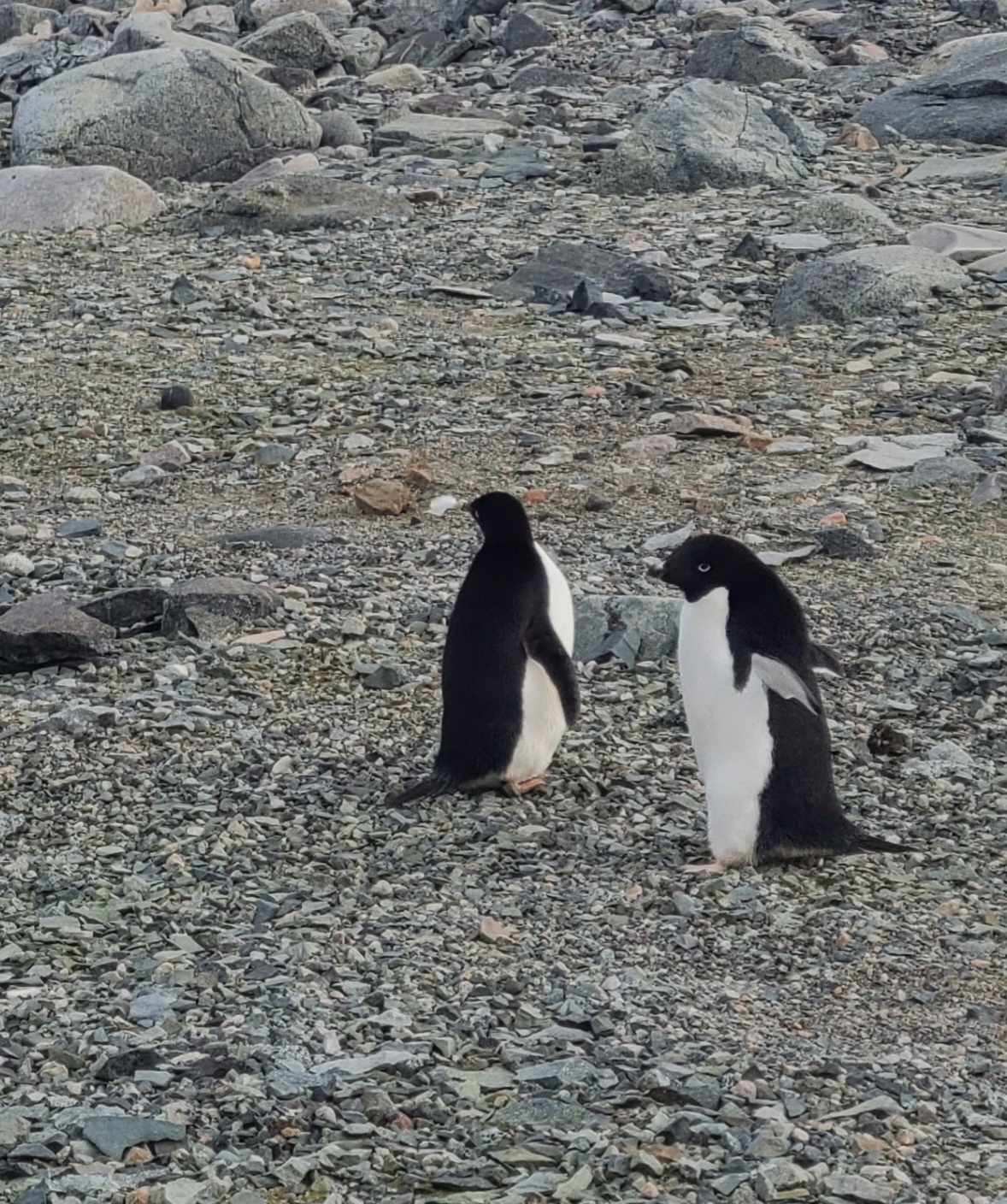 Pygoscelis adeliae (Hombron & Jacquinot, 1841)