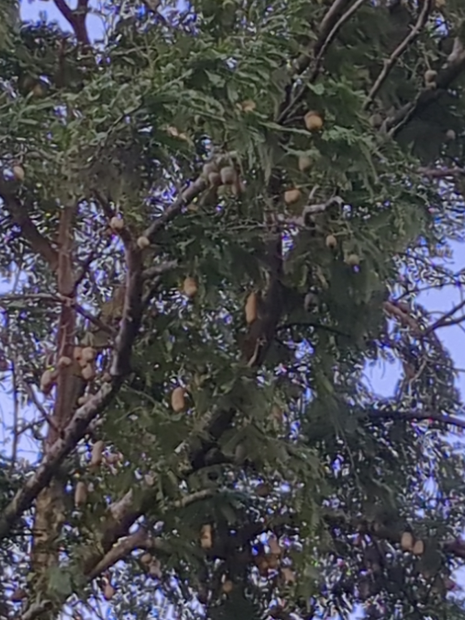 Tamarindus indica L.