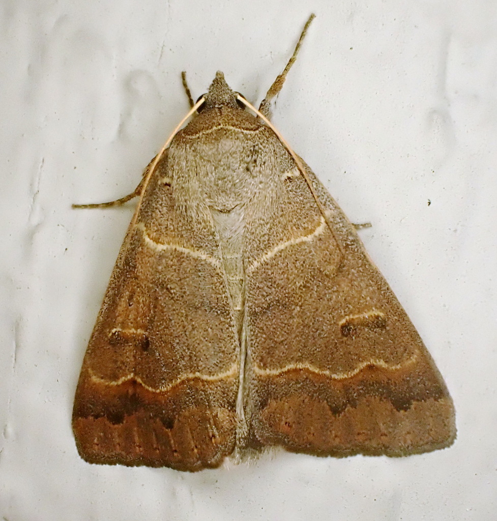 Common Oak Moth from Silverleaf Terrace, Richmond, VA 23236, USA on ...
