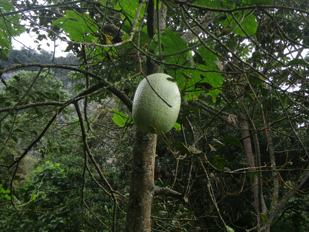 fig-leafed gourd from San Antonio del Tequendama, Cundinamarca ...