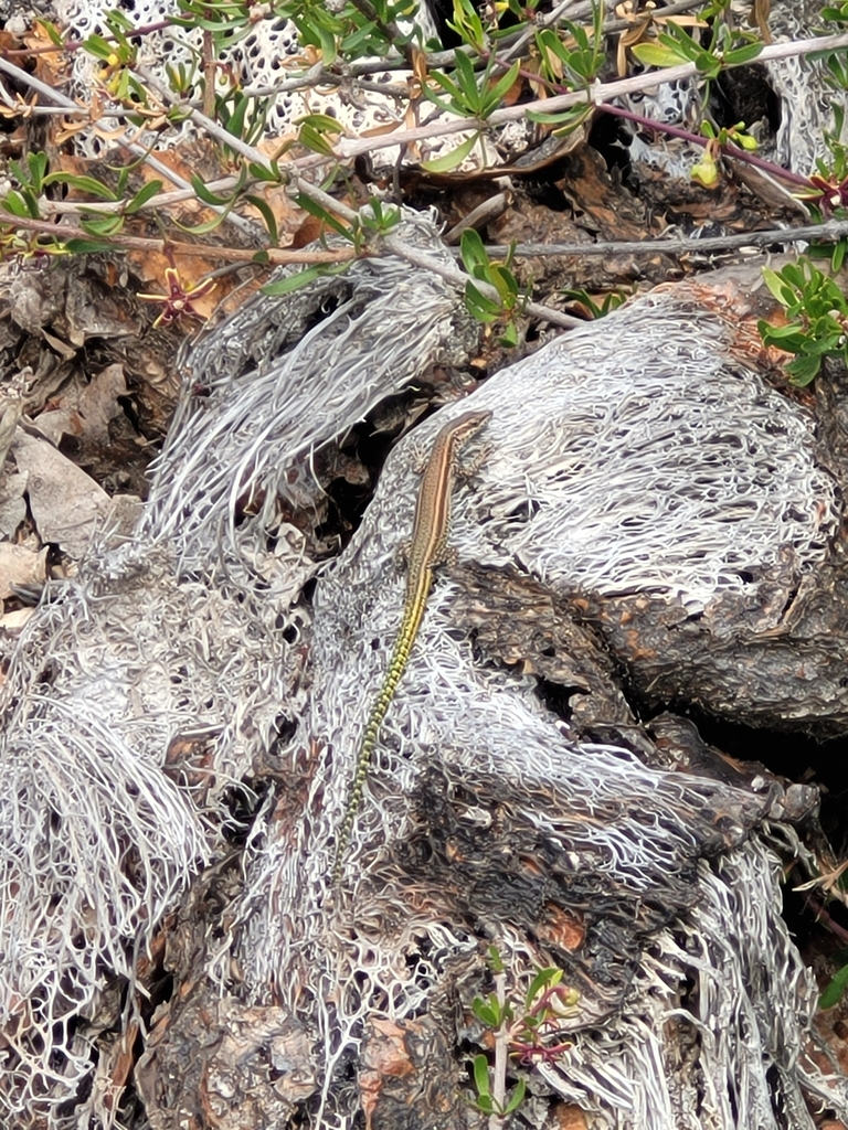 Spanish Wall Lizard from Almería, ES-AN, ES on February 15, 2023 at 01: ...