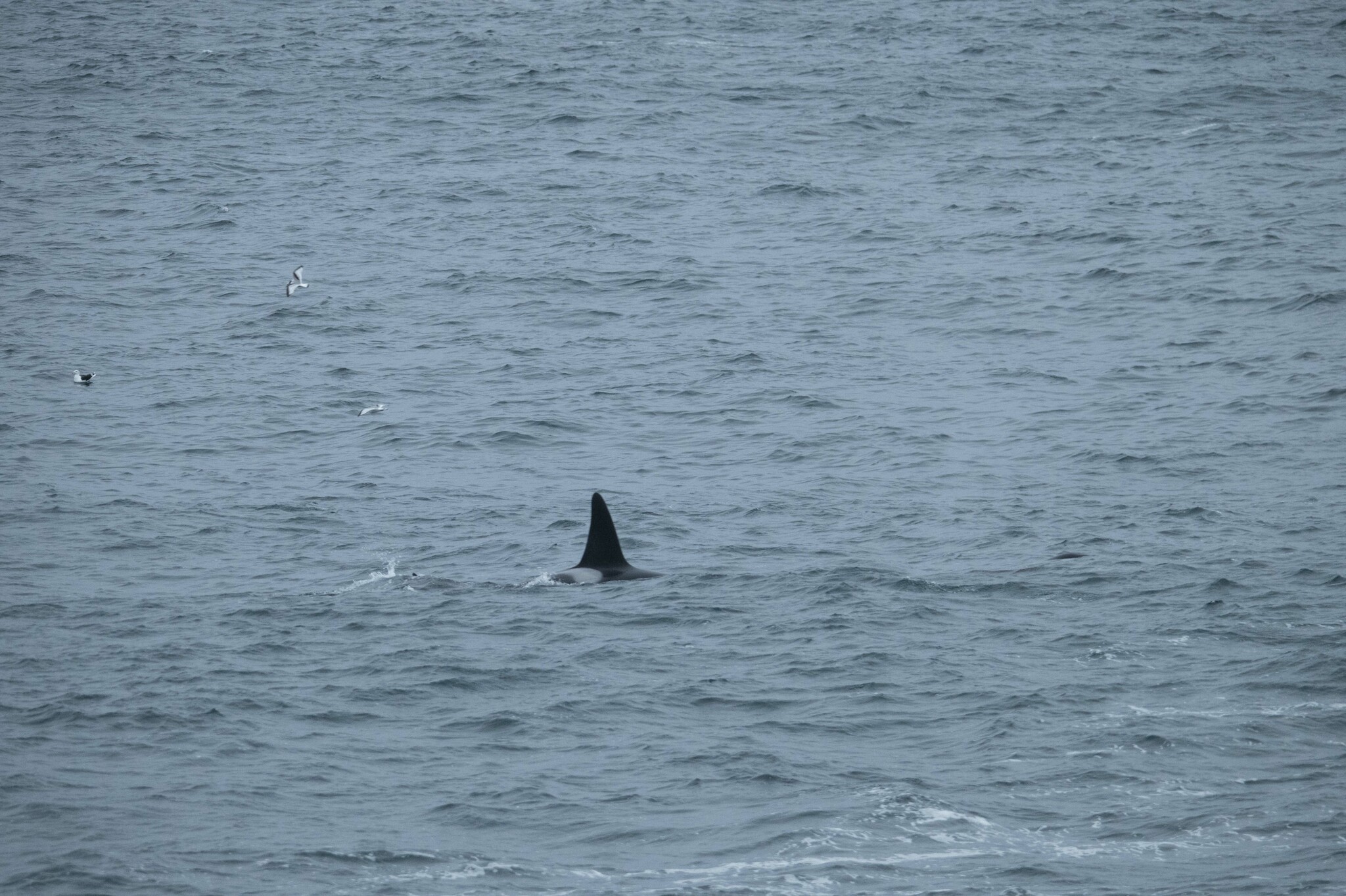 Orcinus orca (Linnaeus, 1758)