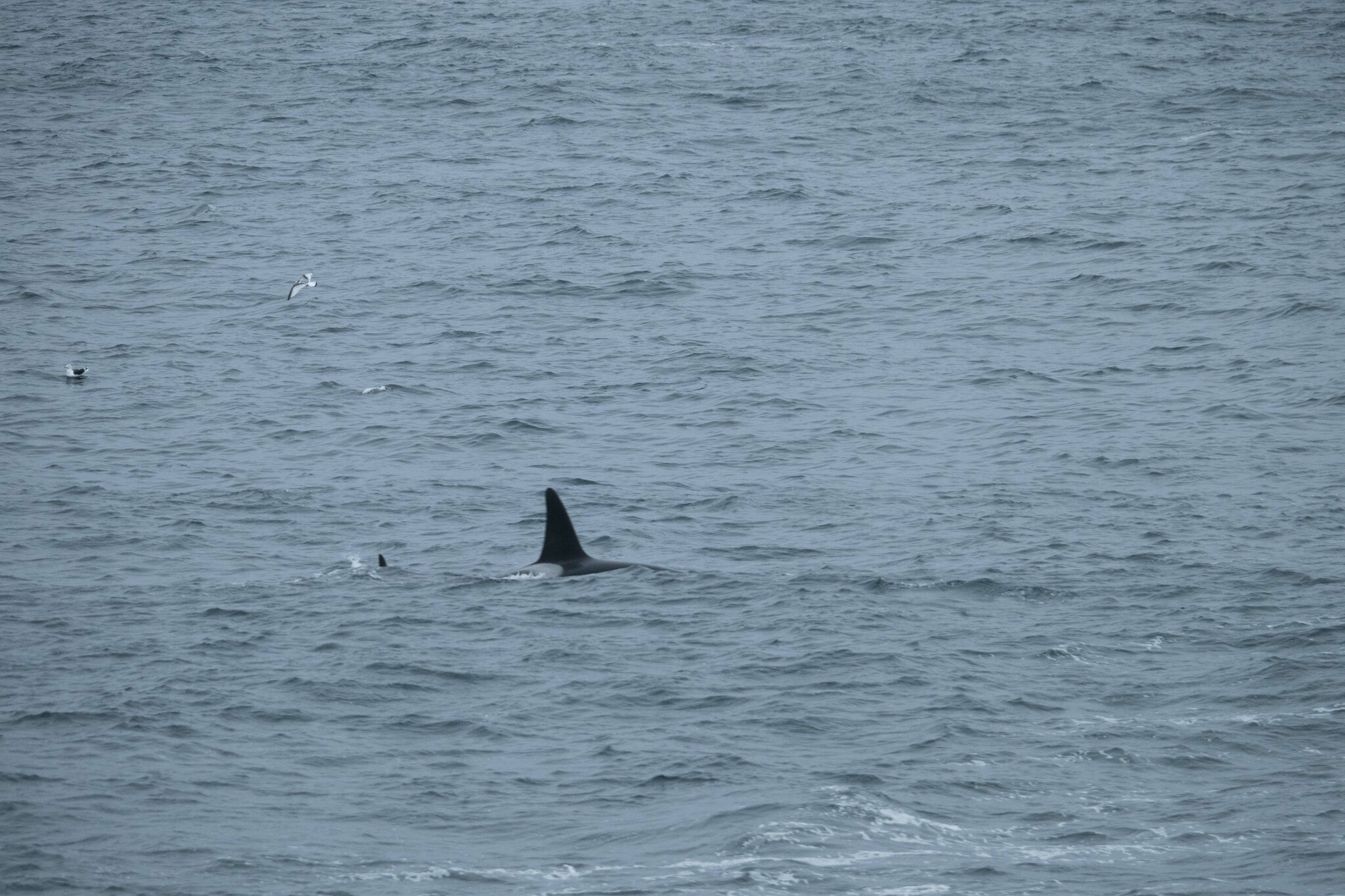 Orcinus orca (Linnaeus, 1758)