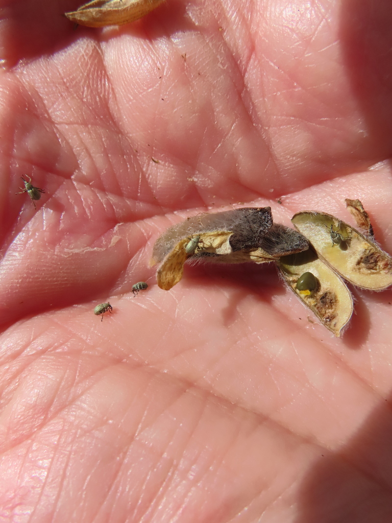 Gorse Seed Weevil from Mabel Bush, New Zealand on February 15, 2023 at ...