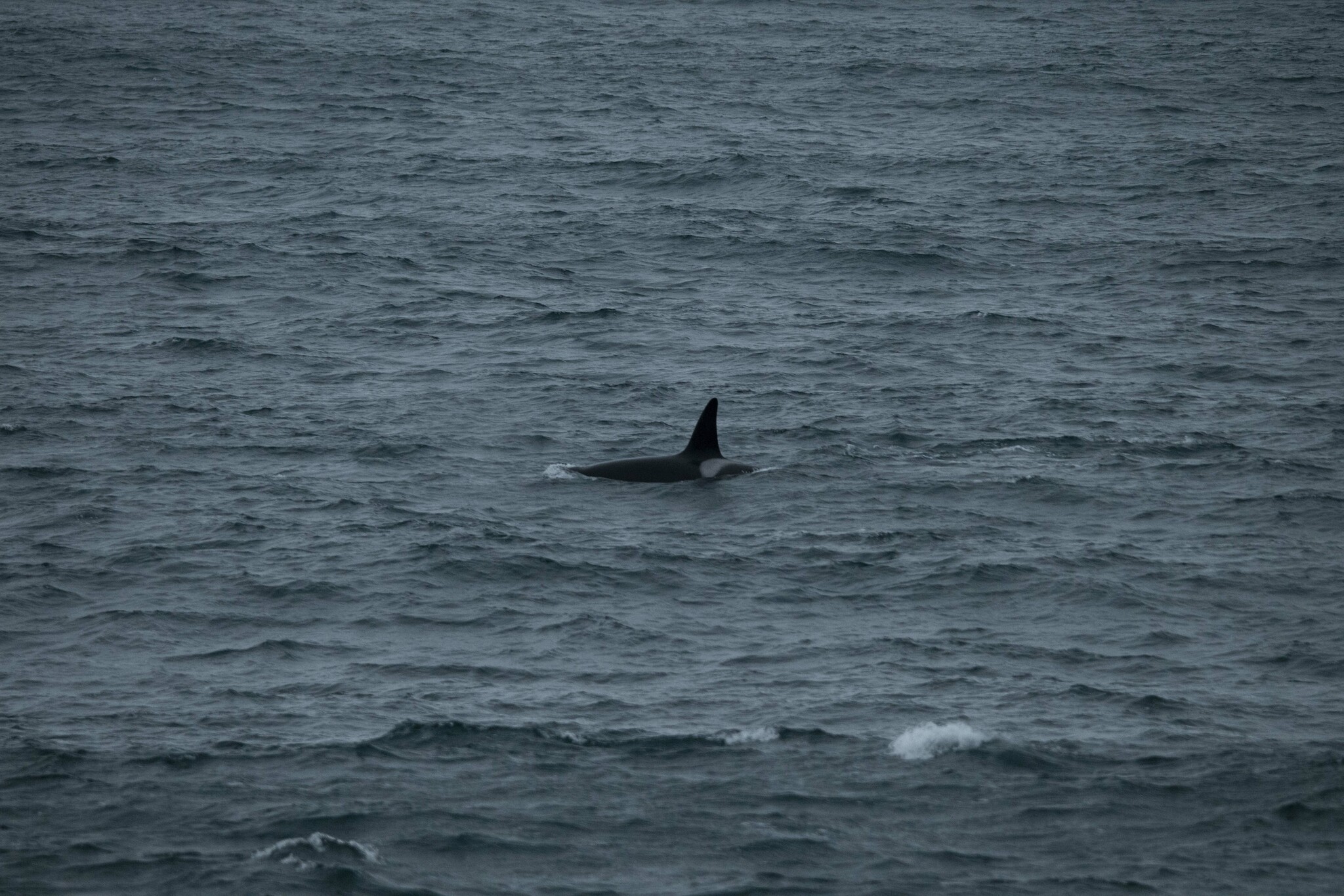 Orcinus orca (Linnaeus, 1758)