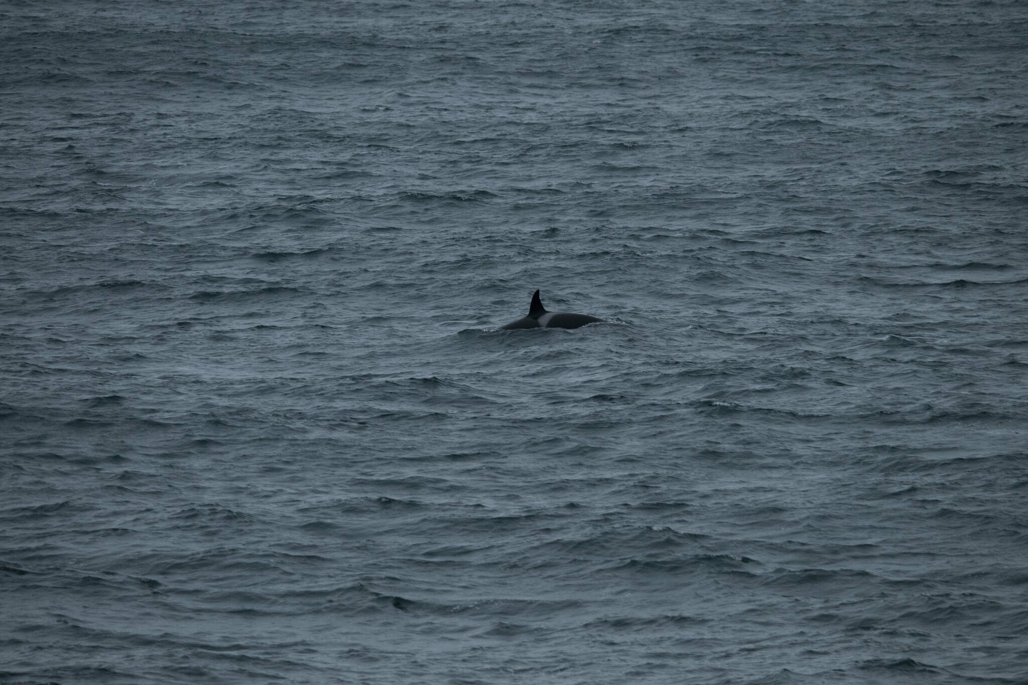 Orcinus orca (Linnaeus, 1758)