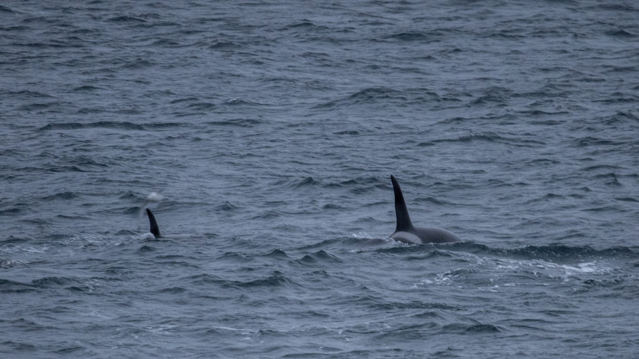 Orcinus orca (Linnaeus, 1758)