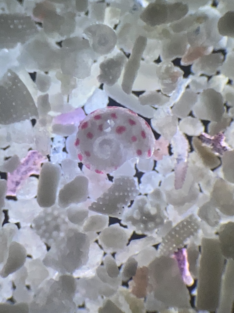 Gastropods from Harbour Island, BS on February 9, 2023 at 05:47 PM by ...