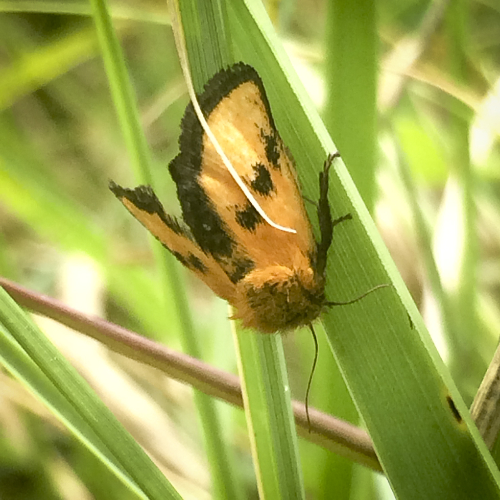 Slug Caterpillar Moths from Buffalo City Metropolitan Municipality ...
