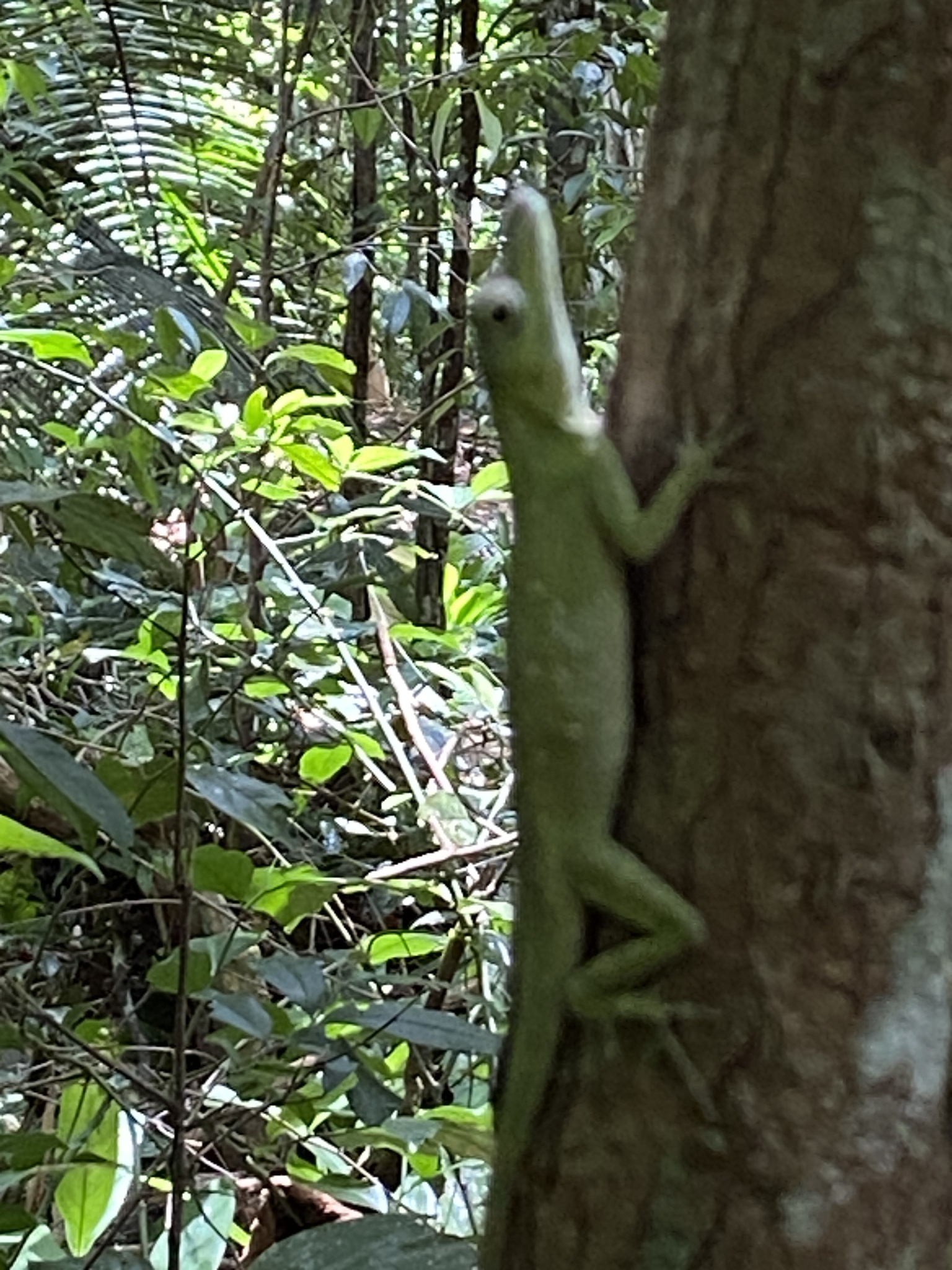 Anolis punctatus Daudin, 1802